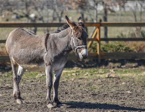 3 Free Dunkey And Nature Images Pixabay