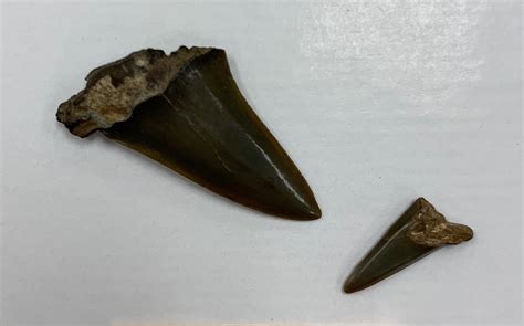 Texas Fossils Identification Fossil Id The Fossil Forum