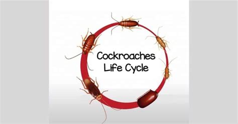 Cockroach Life Cycle Metamorphosis Of Intriguing Insects Learn About Nature