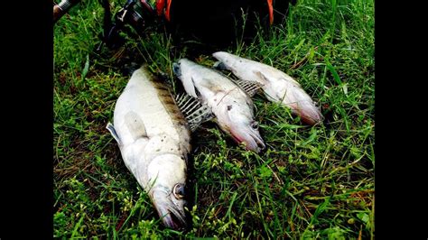 Ловля пассивного судака на джиг 2019. Какая резина лучше на пассивного ...