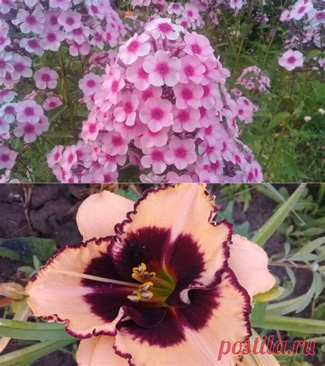 🍀5 топовых цветов которые не требуют особого ухода и выкапывания По Дача сад огород Постила