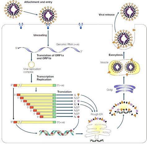 Schematic Diagram Of Coronavirus Replication Inside The Cell Reproduced