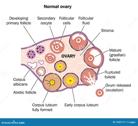 Ovary Follicular Atresia Royalty Free Stock Image 231620428