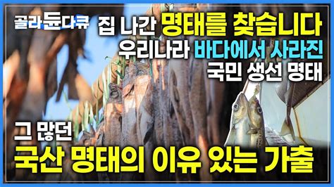 씨가 말랐다 개나 고양이도 물고 다닐 정도로 흔하디 흔했던 국민 생선 명태가 사라졌다🐟 그 많던 국산 명태는 다 어디로 갔을까🌊 명태의 이유있는 가출