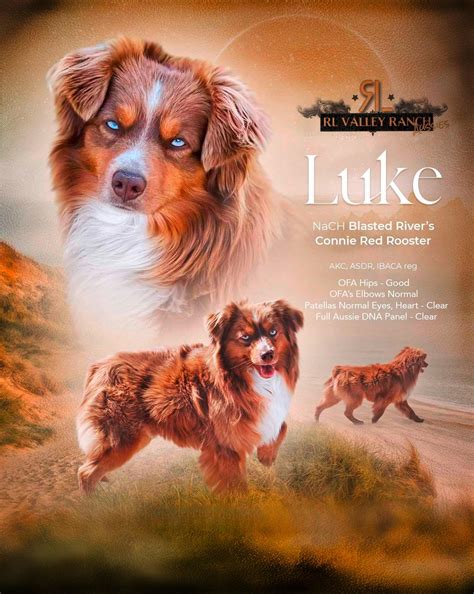 Mini Aussie Luke Archives Rl Valley Ranch Aussies