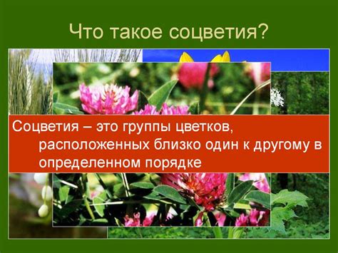 Соцветие Метелка – Telegraph