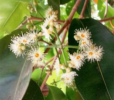जामुन Syzygium Cumini Eugenia Jambolana Lam Known As Jambul