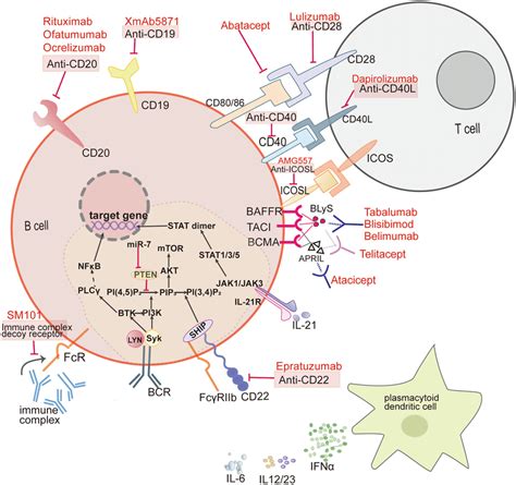 Signalling Pathways In B Cells And Biologics Targeting B Cell Related Download Scientific
