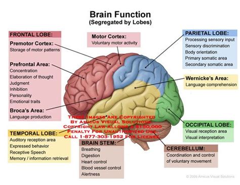 Human Brain Anatomy Function Human Brain Facts About Parts Etc