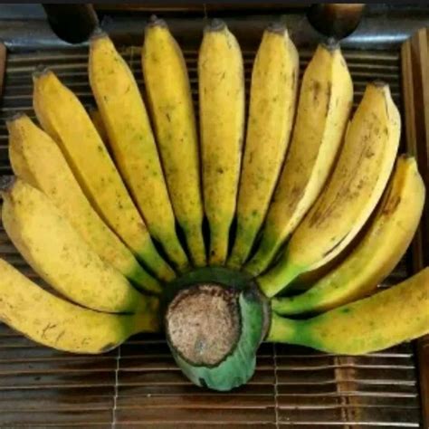 Manfaat Pisang Raja Untuk Kesehatan Alat Pertanian Alat