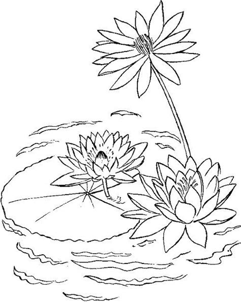 Water Lily Flower Coloring Pages Coloring Page Book