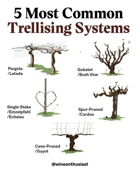 5 Most Common Trellising System Terroirs Du Monde