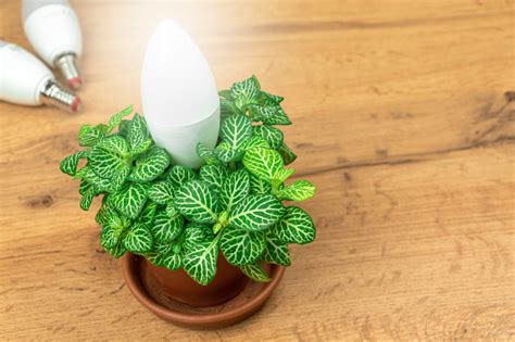 Led 전구 램프 에너지 및 생태 개념을 절약 할 수 있습니다 녹색 에너지 전력 배경 나무 테이블에 홈 공장 개념에 대한 스톡 사진 및 기타 이미지 Istock