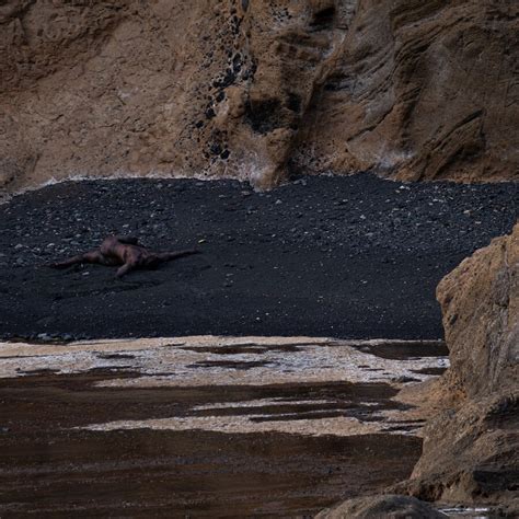 Sirius By Misia O Another