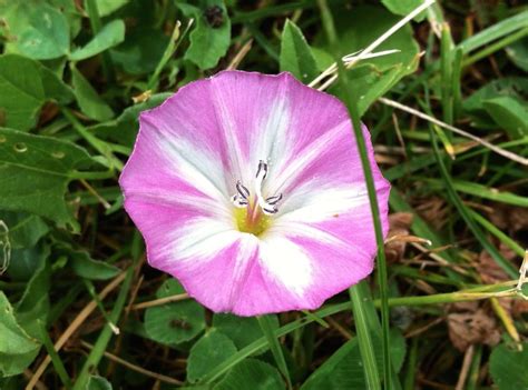 Liseron Des Champs Fleurs Sauvages Fleurs Sauvages Du Québec Fleurs