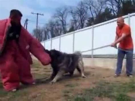 Caucasian Shepherd Attack Training Youtube