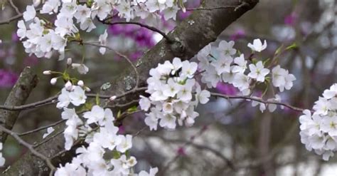 갱신 경치가 좋은 계절 계절의 변화 고요한 꽃 꽃 무늬 꽃 비디오 꽃이 피는 꽃잎 나뭇가지 벚꽃 봄 봄 꽃 부드러운 움직임 분홍색 꽃 사랑스러운