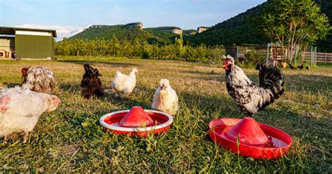 Ocot Pre Sliepky Chovateľské Potreby Achov Sk