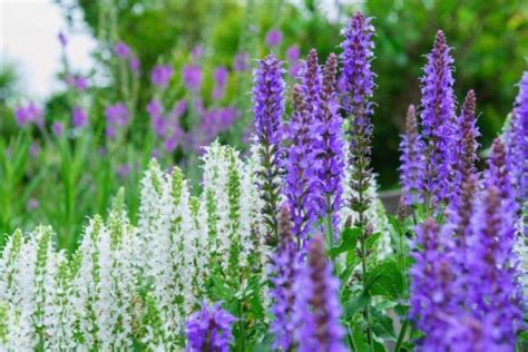 10 Facts About Cycadophyta