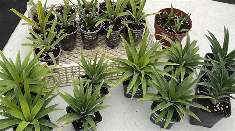 Итоги. Ананасы карликовые 🍍Готовим саженцы на весну 🍍 - YouTube