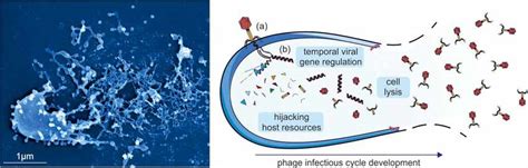 bacterial cell lysis