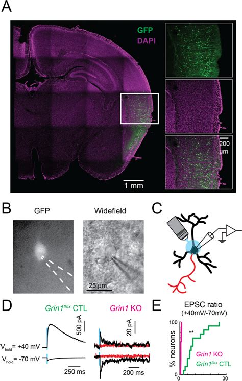 Absence Of Nmdar Mediated Currents In Grin1 Ko Neurons A Download Scientific Diagram