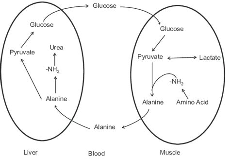 Alanine Definition And Examples Biology Online Dictionary