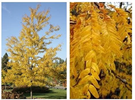Skyline Honey Locust — The Garden Kingdom