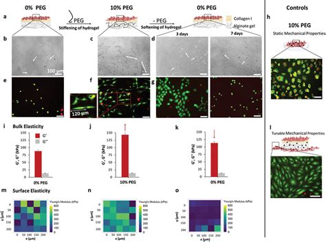 Dynamic And Reversible Tuning Of Hydrogel Viscoelasticity By Transient Polymer Interactions For