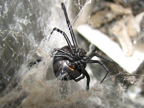 Ядовитые пауки в польше 57 фото ★ Celes Club