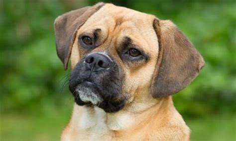 Puggle Im Rassen Porträt Mit Bildern And Informationen