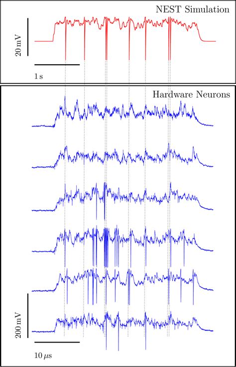 Membrane Potentials Of A Neuron Under Poisson Stimulation Input Spike