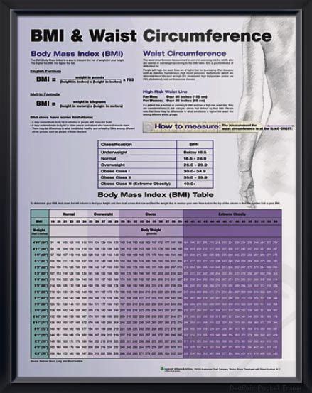 Bmi And Waist Circumference Anatomy Poster Weights Charts And Primary Care