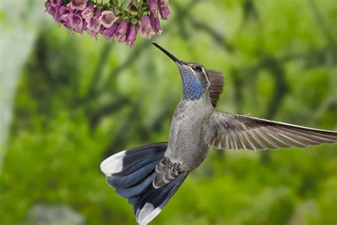 Blue Throated Hummingbird Guide Lampornis Clemenciae Bessophilus