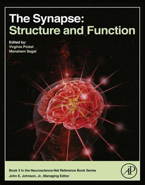 The Synapse Structure And Function Premiumjs Store