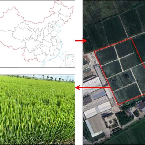 Rice Sampling Field Download Scientific Diagram