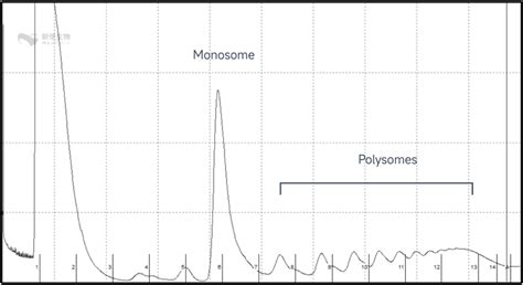 翻译组 Polysome Profiling 新使生物公司官网 让核糖体印迹分析变得更简单
