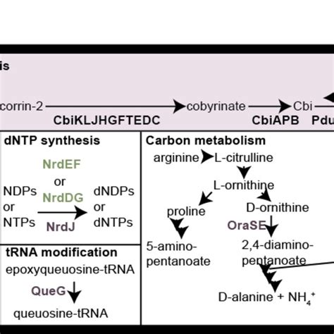 Predicted Cobamide Metabolism In C Difficile 630 ∆erm The Cobamide Download Scientific