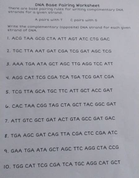 Solved Dna Base Pairing Worksheet There Are Base Pairing Rules For