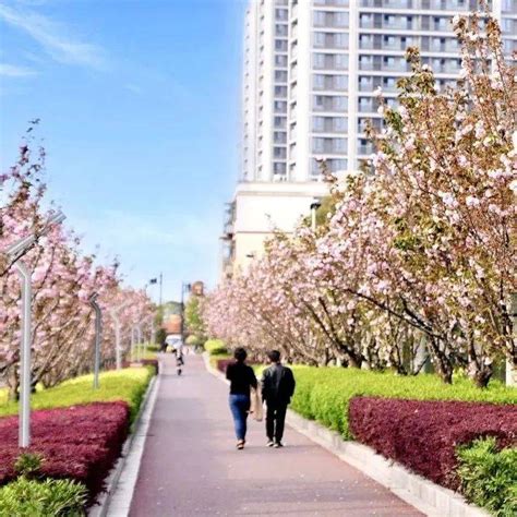 醉美新街•花木草堂 春暖花开，来新街打卡“醉美”樱花季枝头城市校园