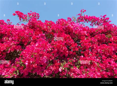 Spain National Flower