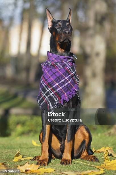 귀여운 검정 및 Tan 타락 한 단풍나무와 푸른 잔디에 야외에서 앉아 자른 귀도 베 르만 개 잎의 목 주위에 보라색 스카프를 착용 가을에 대한 스톡 사진 및 기타 이미지