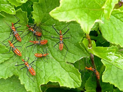 365 In Texas ~ 2014 Day 52 ~ Leaf Footed Bugs