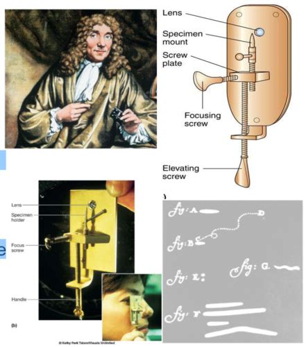 Names Microbiology Flashcards Quizlet