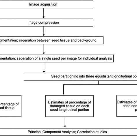 Fluxogram Of Procedures After Image Acquisition Referring To Fluxogram Of Procedures After Image Acquisition Referring To