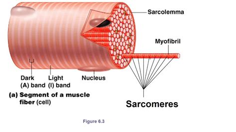 Skeletal Muscle Cell