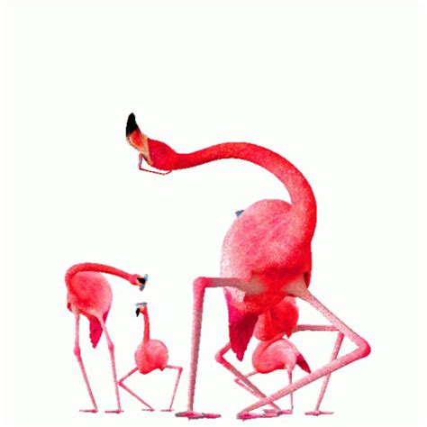 Flamingos Dancing Sticker Flamingos Dancing Crazy Discover And Share S