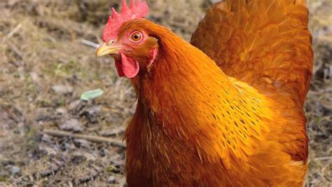 New Hampshire Chicken Eggs Height Size And Raising Tips