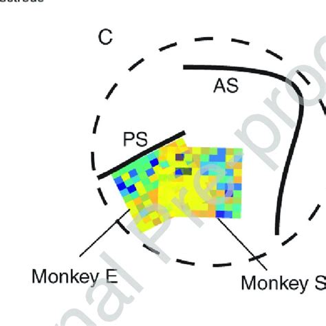 Representation Of Visual Feature Binding Within Recording Sites Download Scientific Diagram