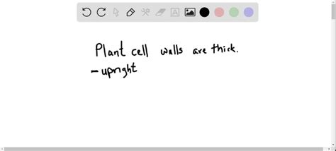 Solveda Tree Trunk Is Made Primarily Of Cells With Thick Cell Walls
